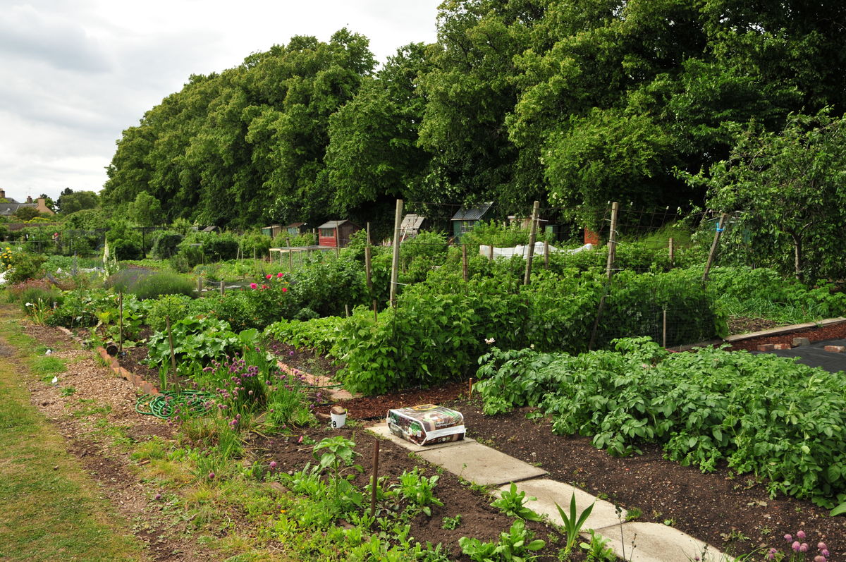 Allsorts of Allotments