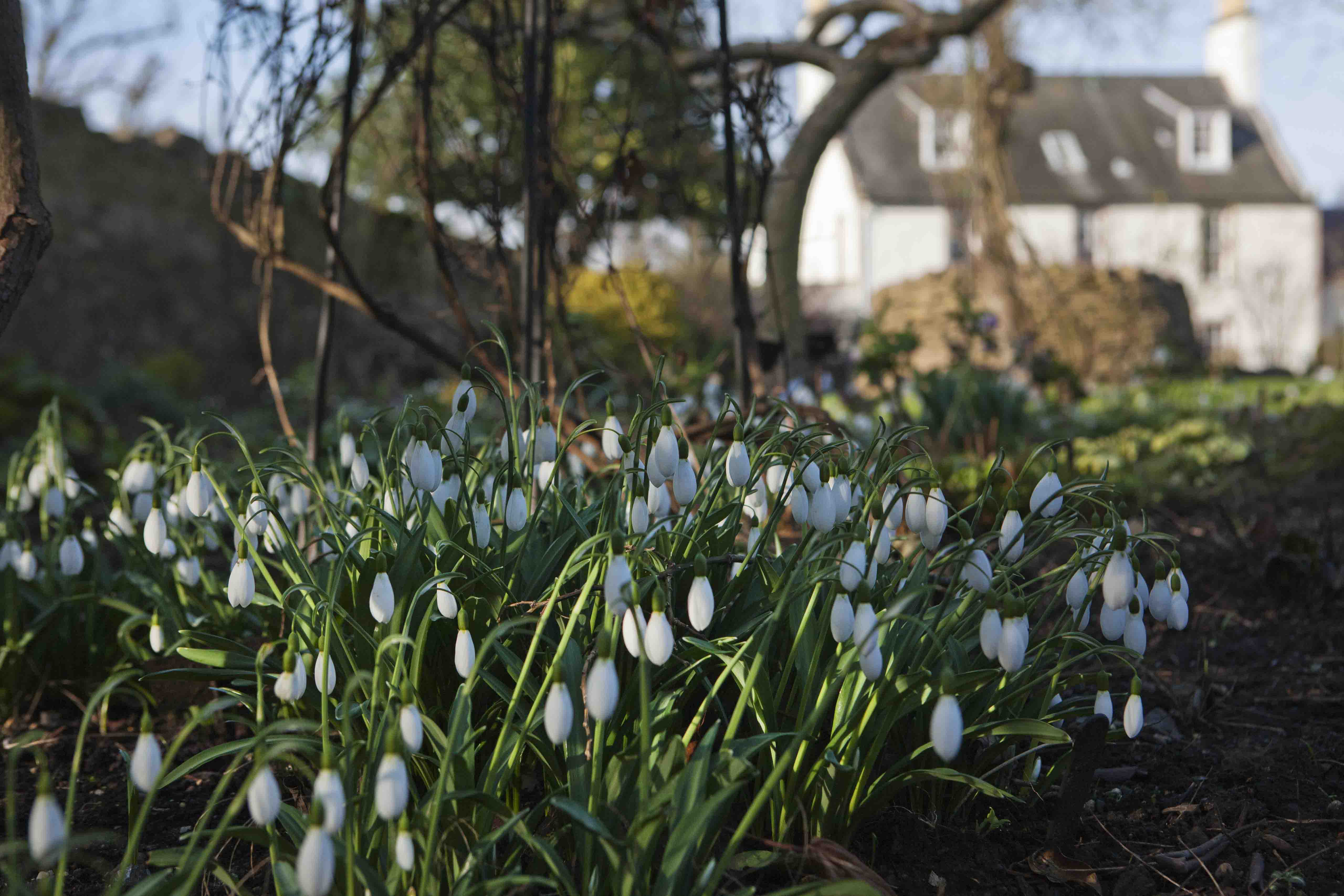Scottish Snowdrop Festival 2018