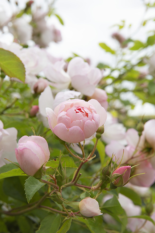 How to Photograph Your Garden