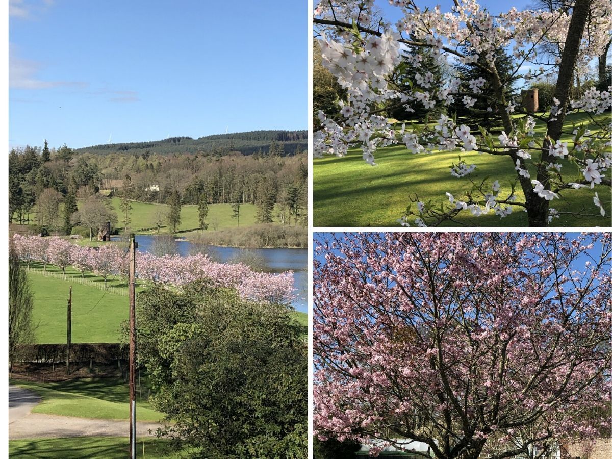 Our Gardens Under Lockdown