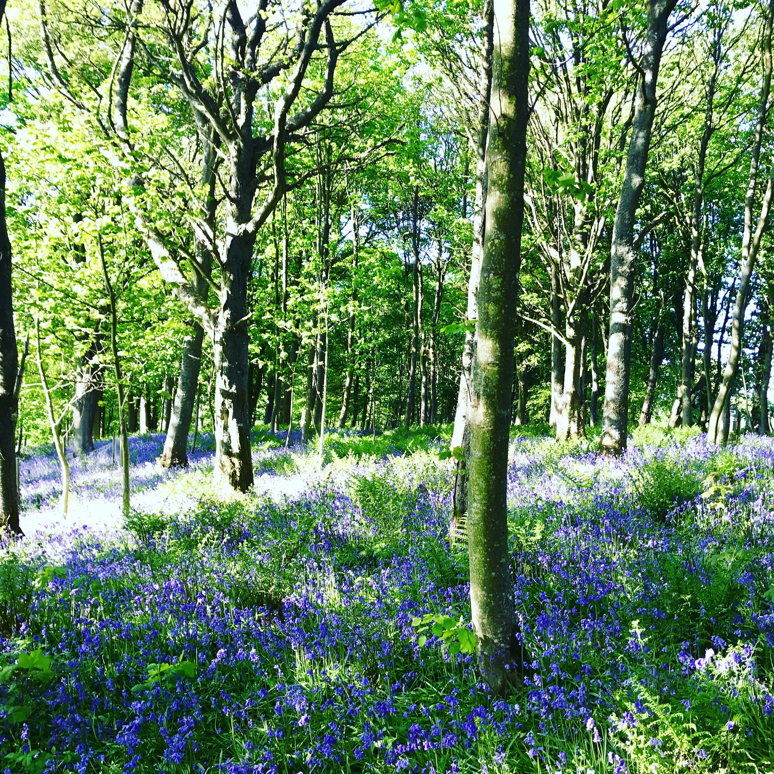 Gardyne Castle Virtual Walk through Bluebells