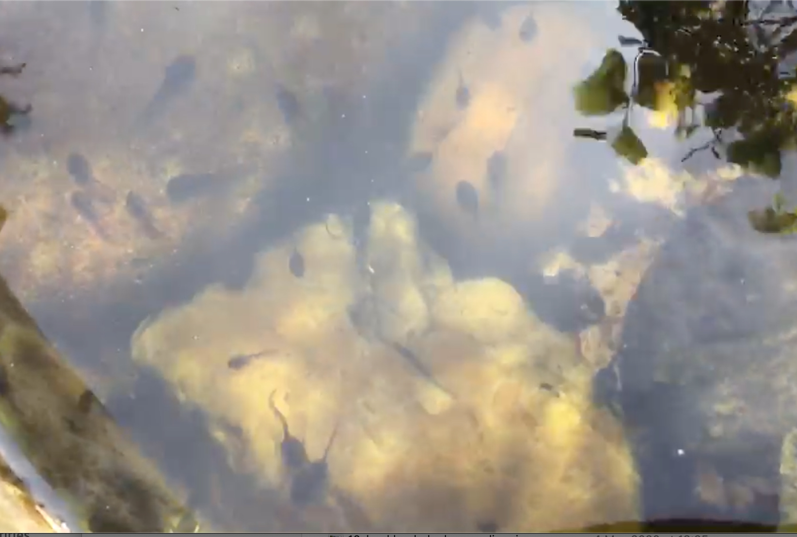 How to Create a Small Wildlife Pond