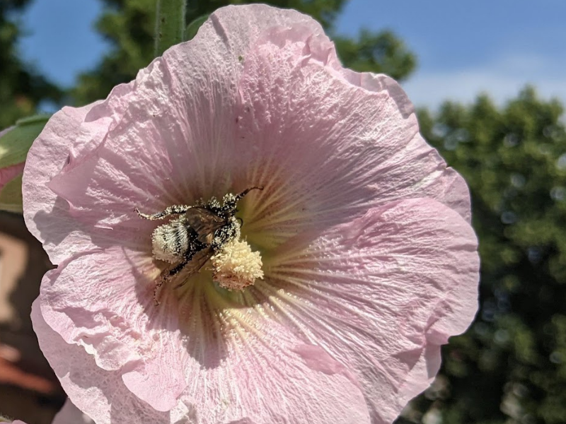 Big Bee Challenge with BBC Radio 2