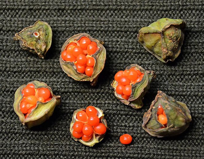 The musings of a plant fanatic