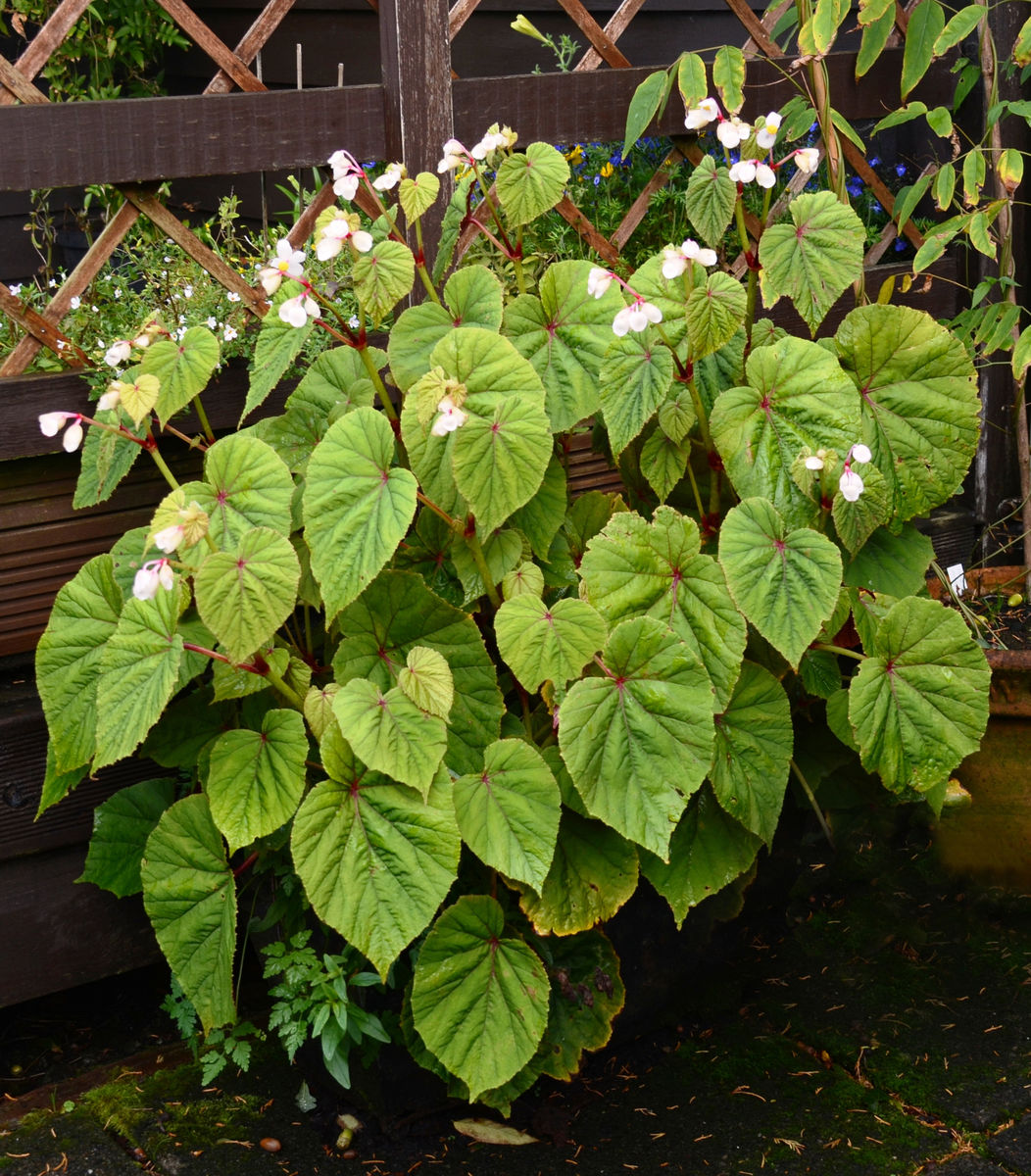 The musings of a plant fanatic