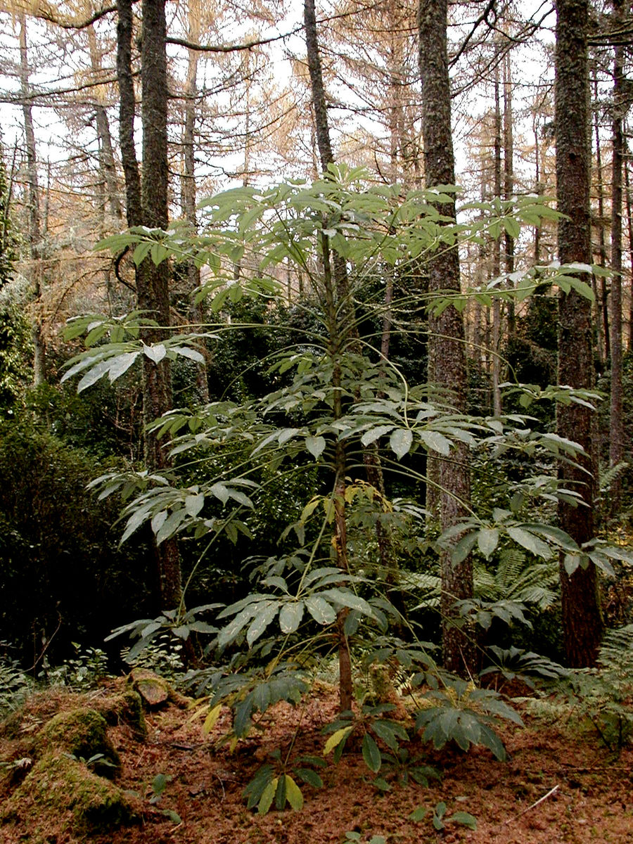 The musings of a plant fanatic