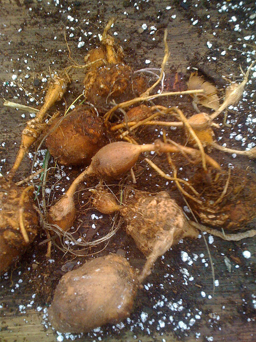 The musings of a plant fanatic