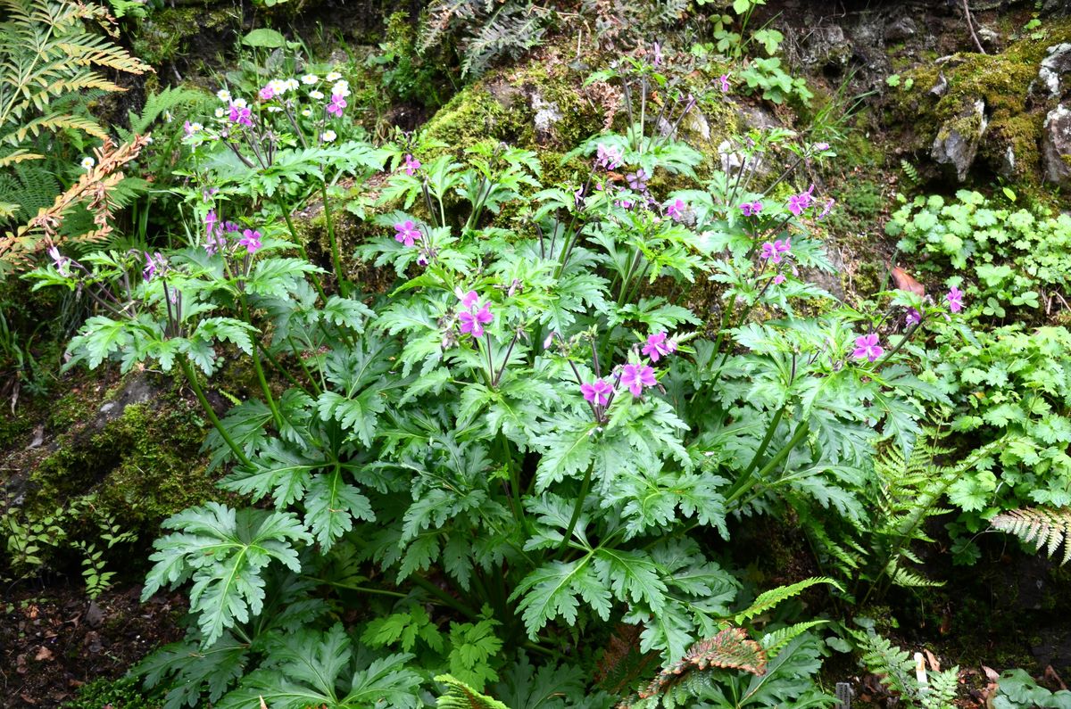 The musings of a plant fanatic