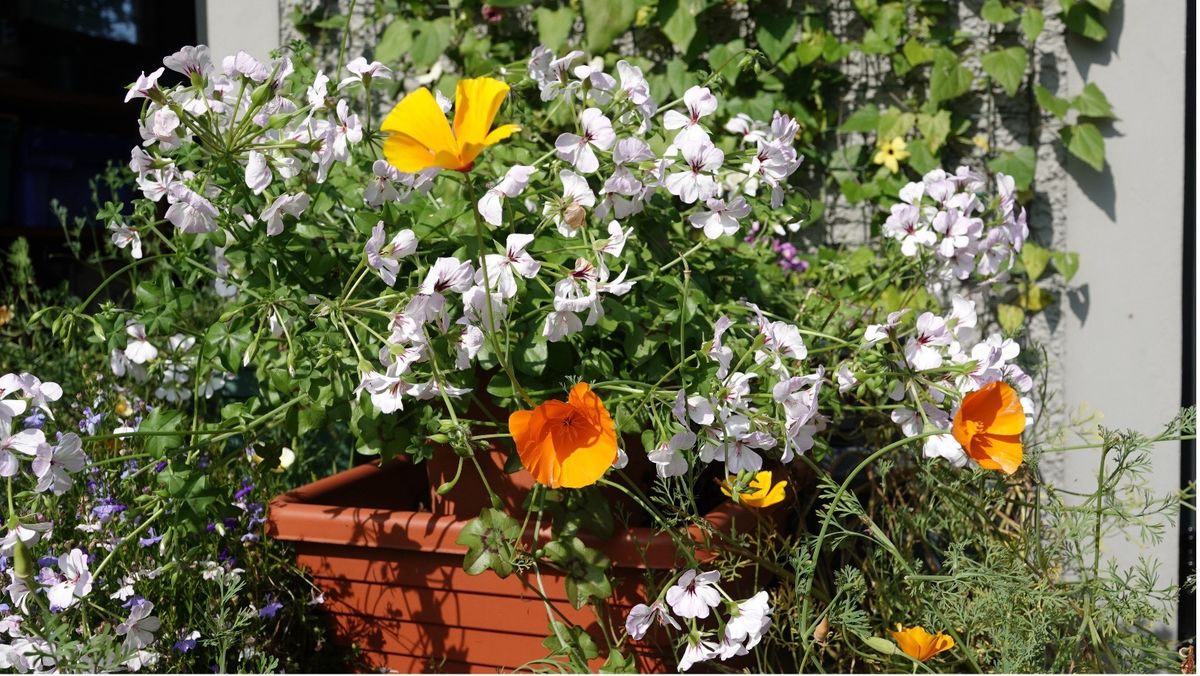 Top Tips for Trailing Geraniums in your Garden