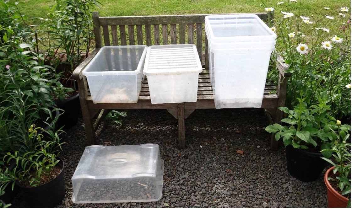 Top Tips for Rooting Stem Cuttings