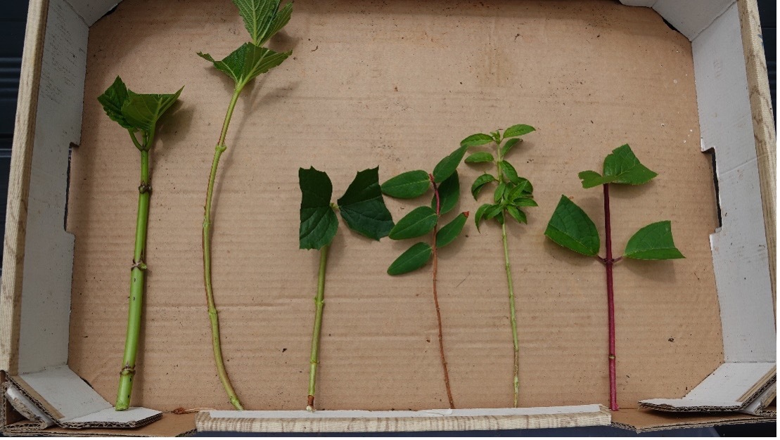 Top Tips for Rooting Stem Cuttings