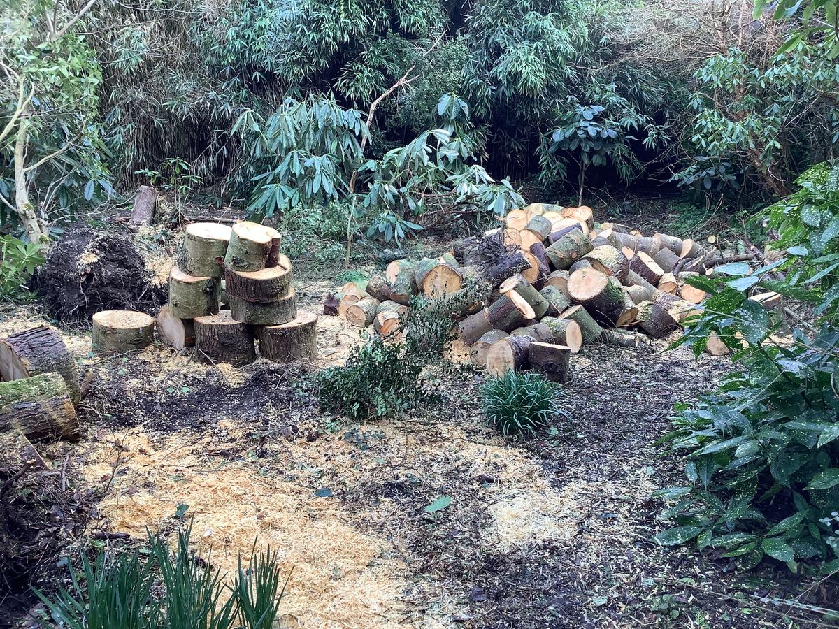 Woodfall Gardens Recovering from the Storm