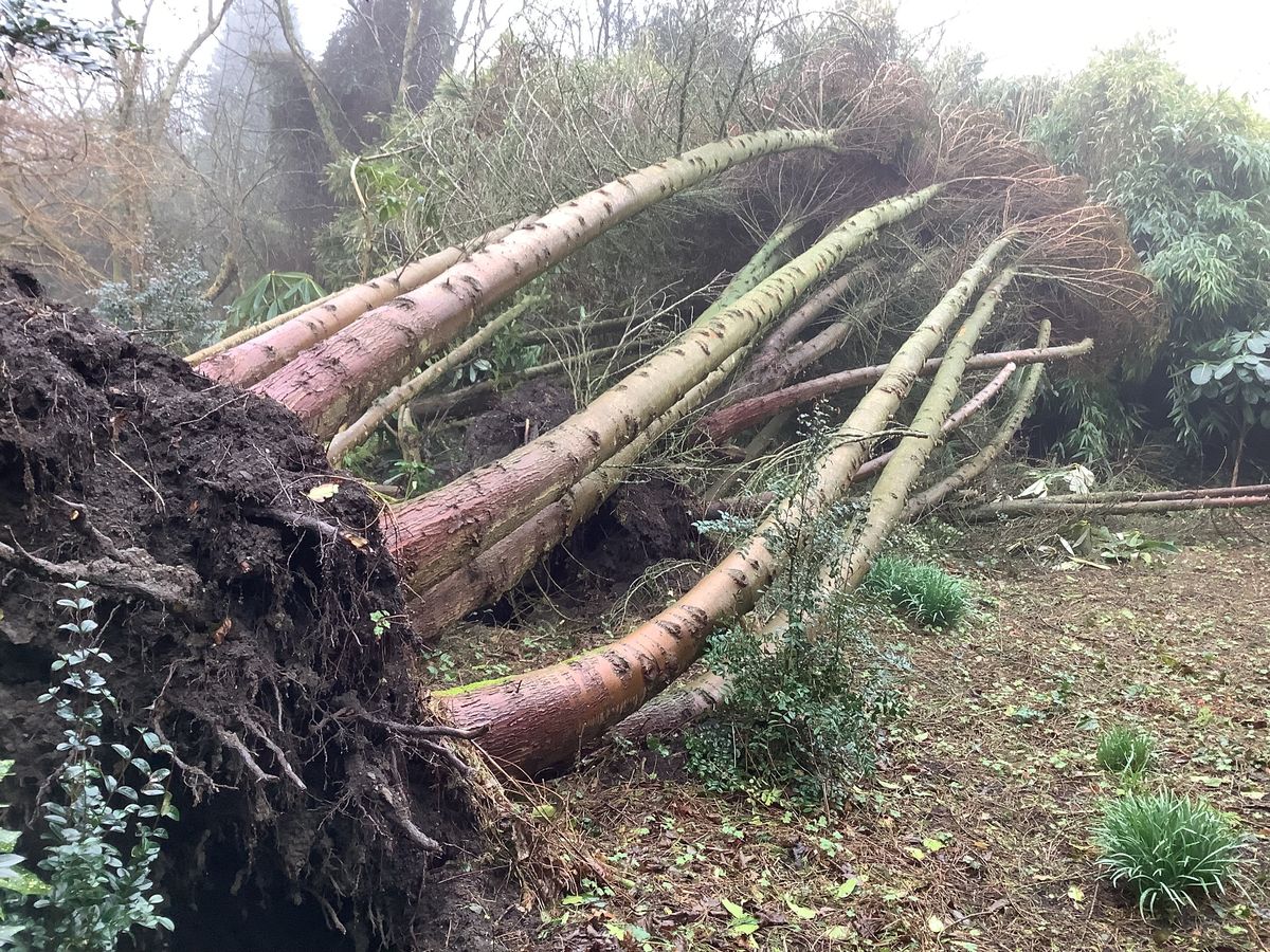 Woodfall Gardens Recovering from the Storm