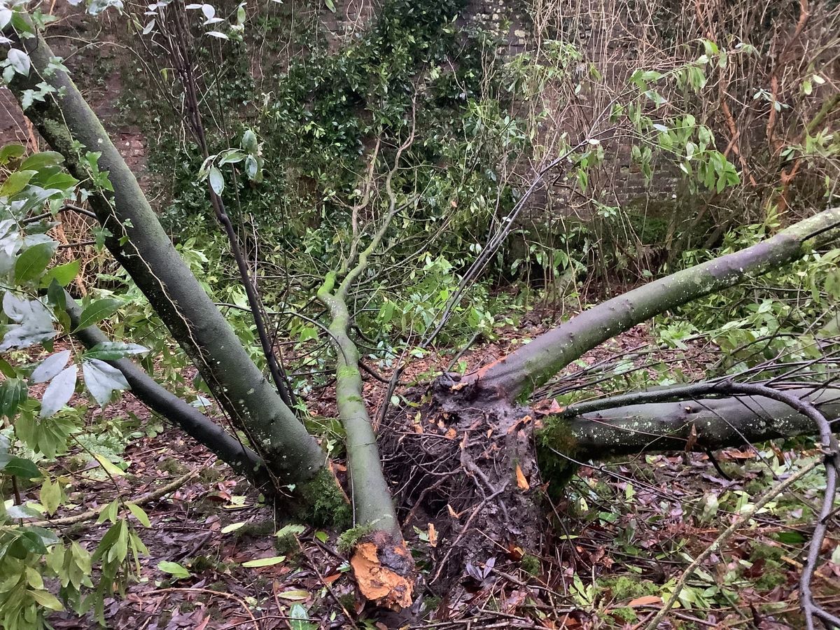 Woodfall Gardens Recovering from the Storm