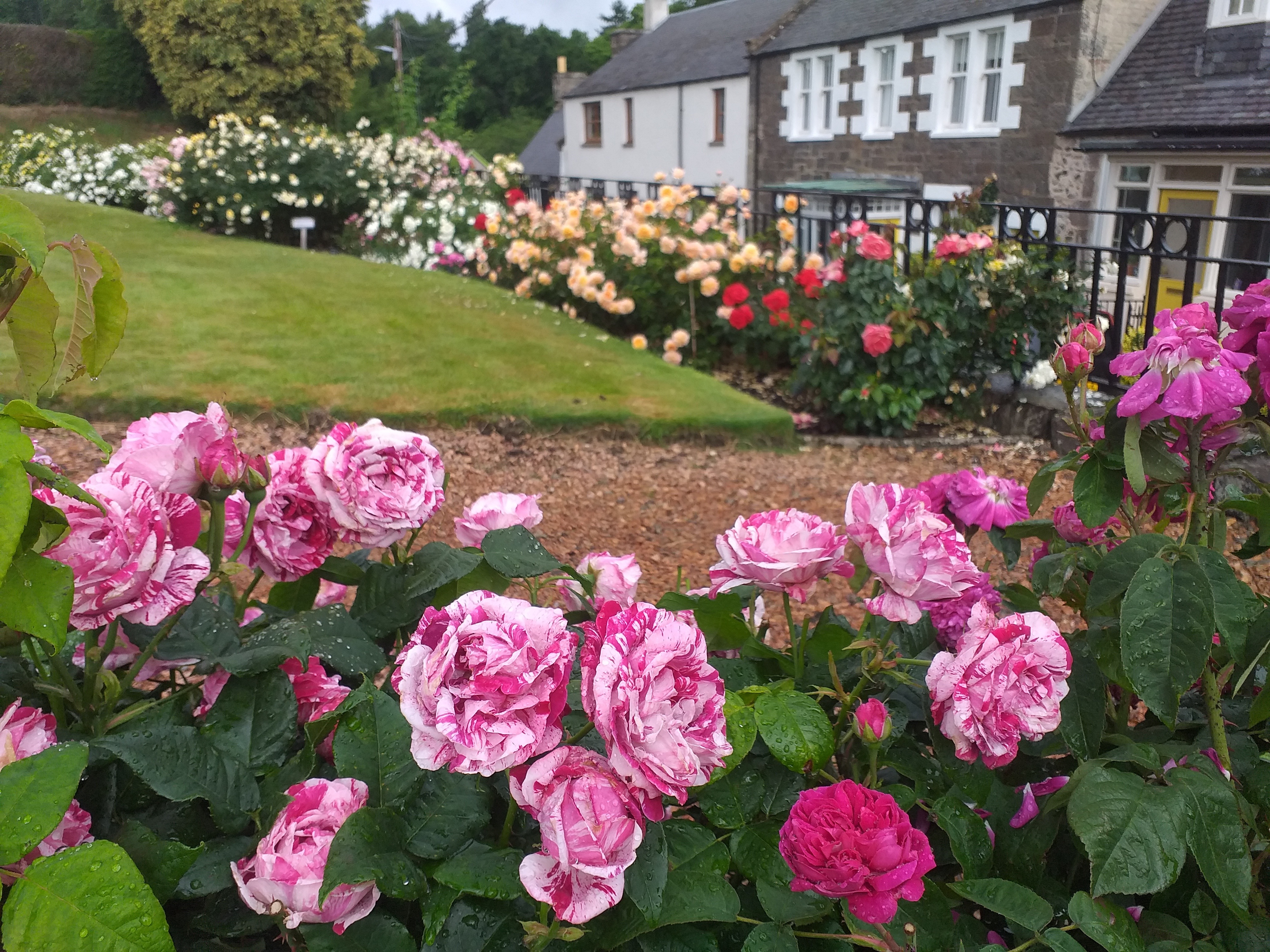Bringing back the roses