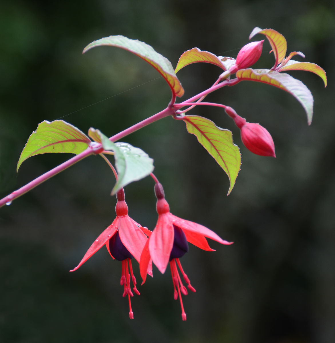 Monthly Musings of a Plant Fanatic